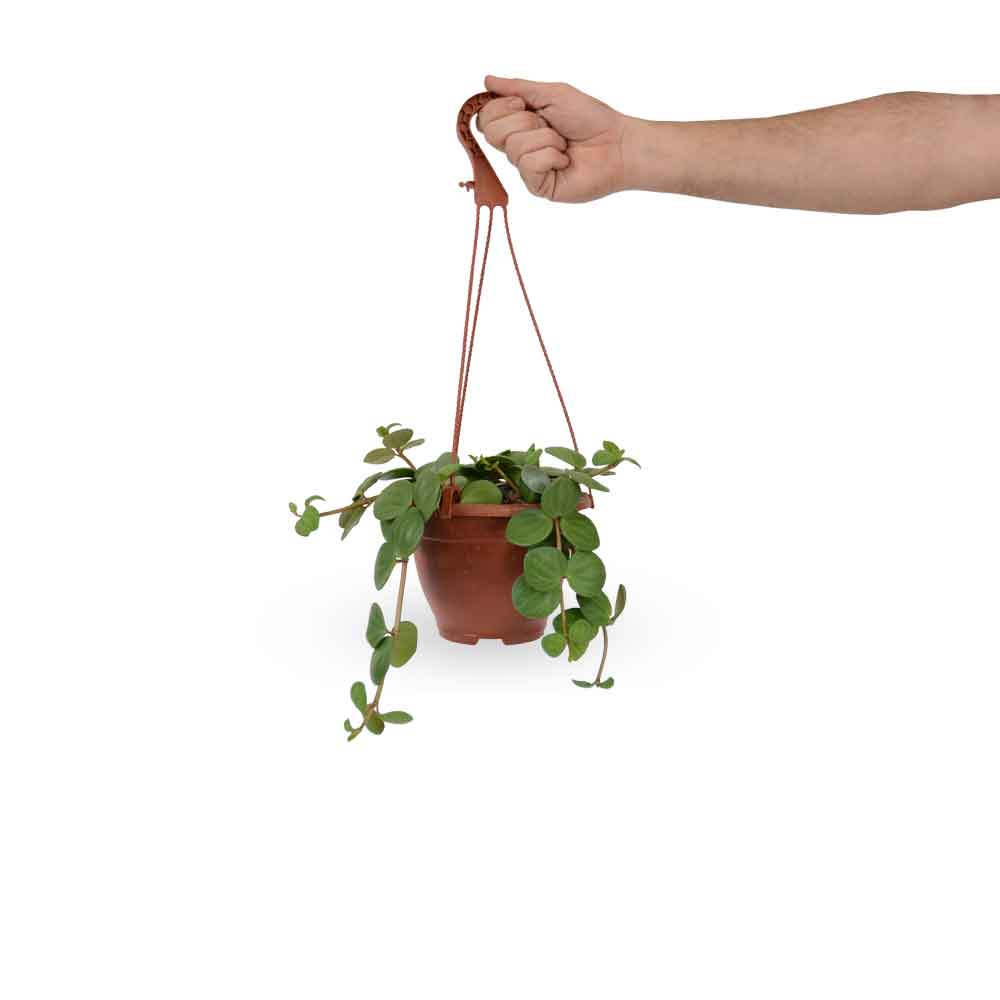 פפרומיה הופ | Peperomia Hope – HOYA | צמחי בית >> עד הבית